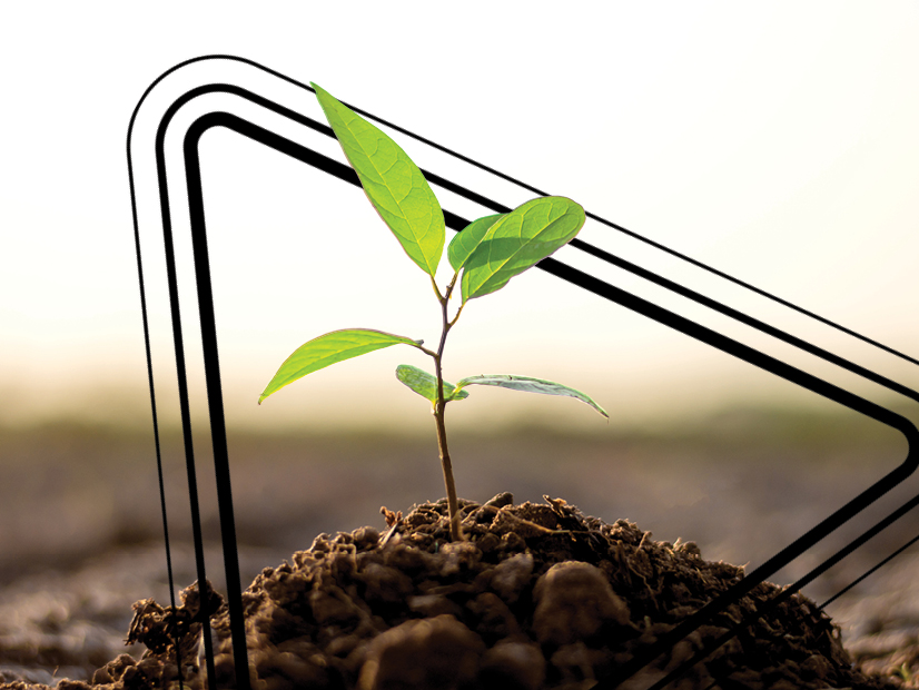 Mt Evelyn Discovery Camp Tree Planting Day | the Y Discovery Camps